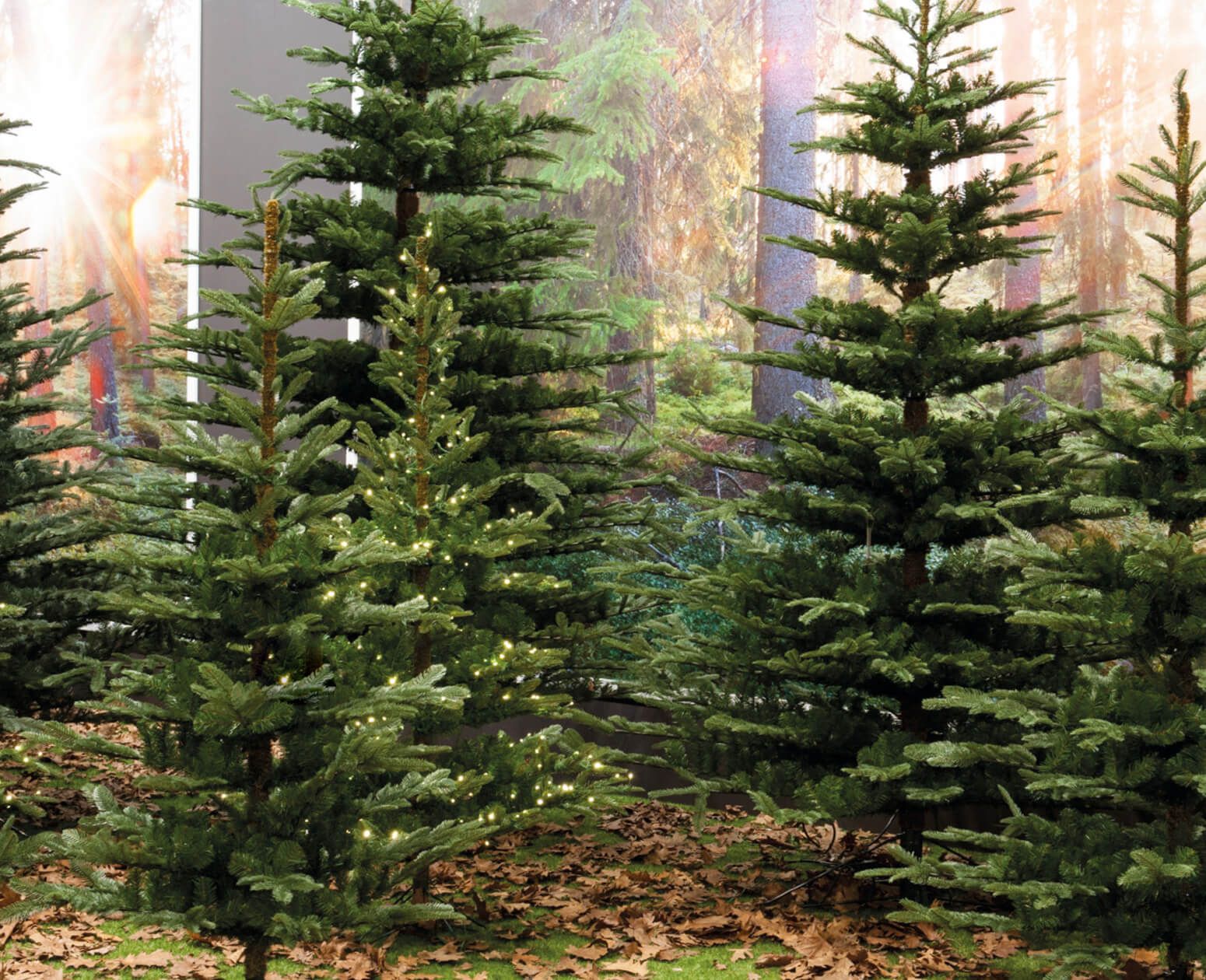 Dennenbomen en kerstbomen - Eminza